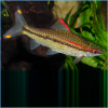Red-Line Torpedo Barb or Denison Barb | Pete's Aquariums & Fish