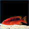 Red Louti Grouper or Cherry Louti Grouper Fish | Pete's Aquariums & Fish