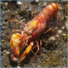 Red Pistol Shrimp or Japanese Snapping Shrimp | Pete's Aquariums & Fish