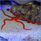 Red Serpent Starfish or Serpent Sea Star | Pete's Aquariums & Fish