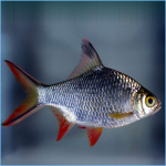 Red Tail Tinfoil Barb | Pete's Aquariums & Fish