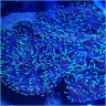 Ritteri Anemone or Magnificent Sea Anemone | Pete's Aquariums & Fish