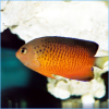 Rusty Angelfish | Pete's Aquariums & Fish