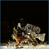 Sargassum Anglerfish or Sargassum Frog Fish | Pete's Aquariums & Fish