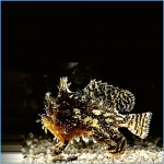 Sargassum Anglerfish or Sargassum Frog Fish | Pete's Aquariums & Fish