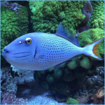 Triggerfish | Pete's Aquariums & Fish