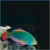 Scott’s Greenback Fairy Wrasse | Pete's Aquariums & Fish