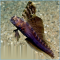 Segmented Sailfin Blenny or Segmented Blenny | Pete's Aquariums & Fish