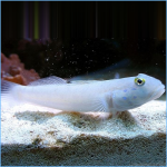 Goby Fish / Gobies | Pete's Aquariums & Fish