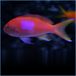 Squareback Anthias or Purple Blotch Basslet | Pete's Aquariums & Fish