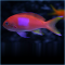 Squareback Anthias or Purple Blotch Basslet | Pete's Aquariums & Fish