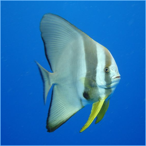 Marine Saltwater Aquarium Fish | Pete's Aquariums & Fish