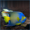 Townsend Angelfish or Bermuda Blue Angelfish | Pete's Aquariums & Fish