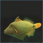 Triggerfish | Pete's Aquariums & Fish