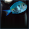 Watanabe’s Angelfish or Watanabei Lyretail Angelfish | Pete's Aquariums ...