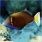 Triggerfish | Pete's Aquariums & Fish